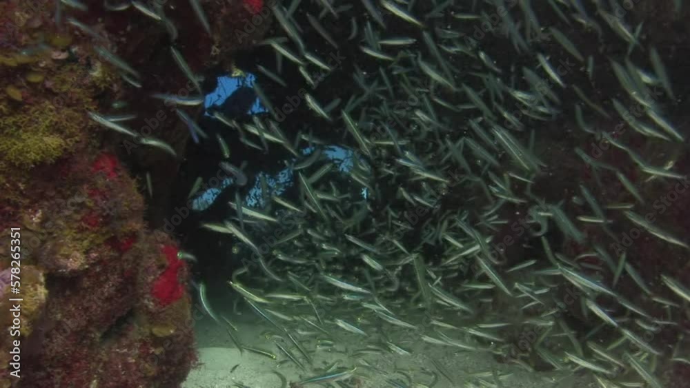 Navigating through an underwater cave, diver encounters school of ...