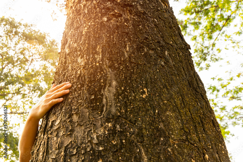 Hand touching trunk of tree. Mother Earth day. World environment day ...