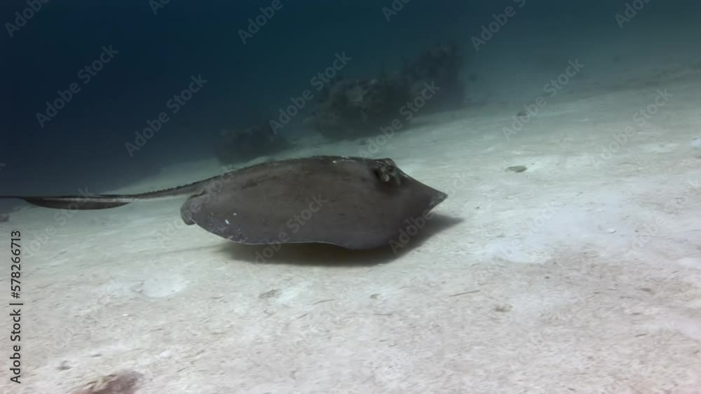 Sea stingray near sandy bottom of underwater world. Underwater world of ...