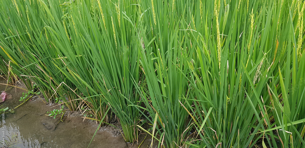 Green and beautiful paddy rice field, farming the rice, rice plantation ...