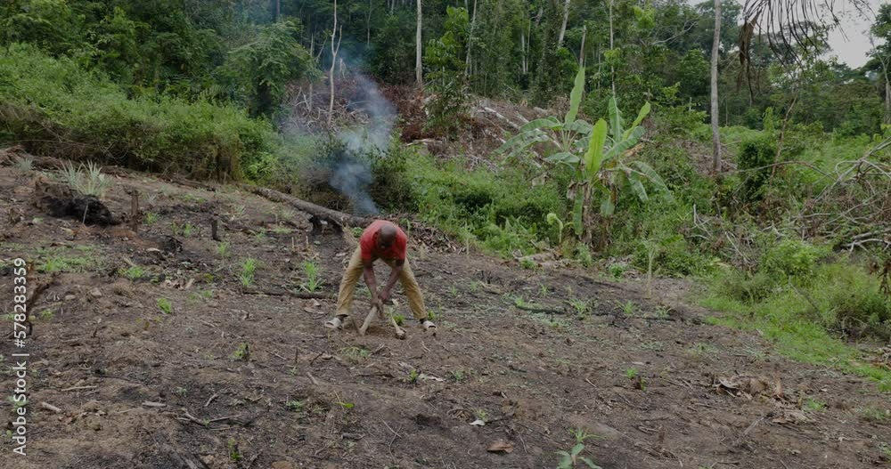 Slash and burn subsistence farmer planting crops in a tropical ...