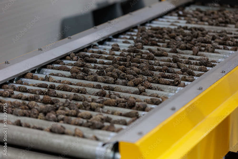 Forest seed center. Automatic filling and seeding line which helps to ...