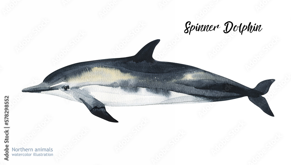 Watercolor Spinner Dolphin. Hand painting postcard with dolphin ...