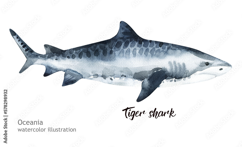 Tiger shark watercolor illustration. watercolor Tiger shark cute ocean ...