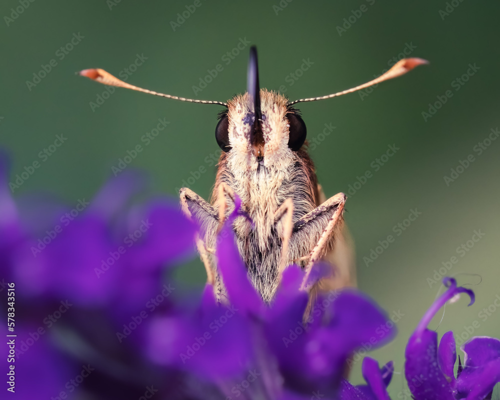 A small skipper butterfly opening its mouth wide and using long coiled ...