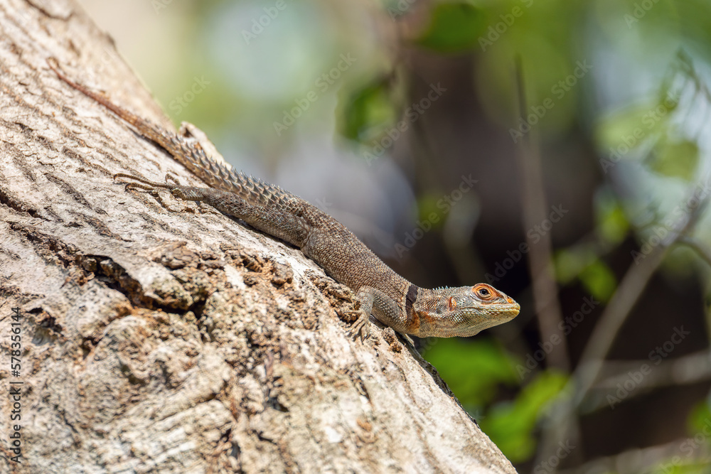Cuvier's Madagascar swift (Oplurus cuvieri), knows as Madagascan ...