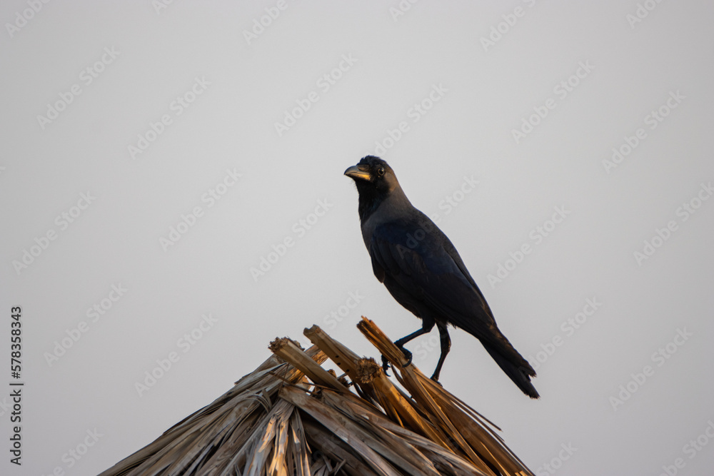 House Crow (Corvus splendens) standing on top of a thatched roof in the ...