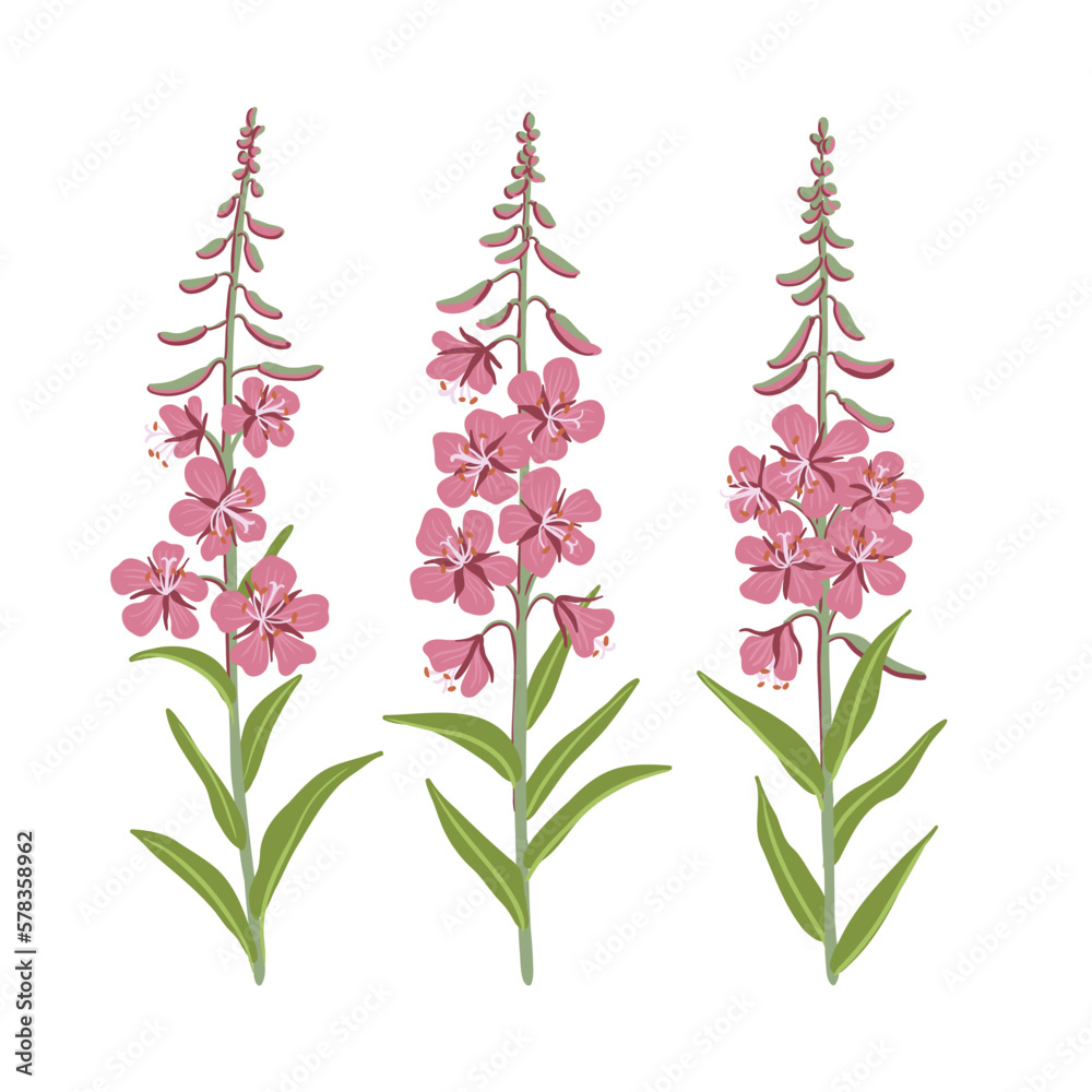 willowherb, fireweed,, field flowers, vector drawing wild plants at ...