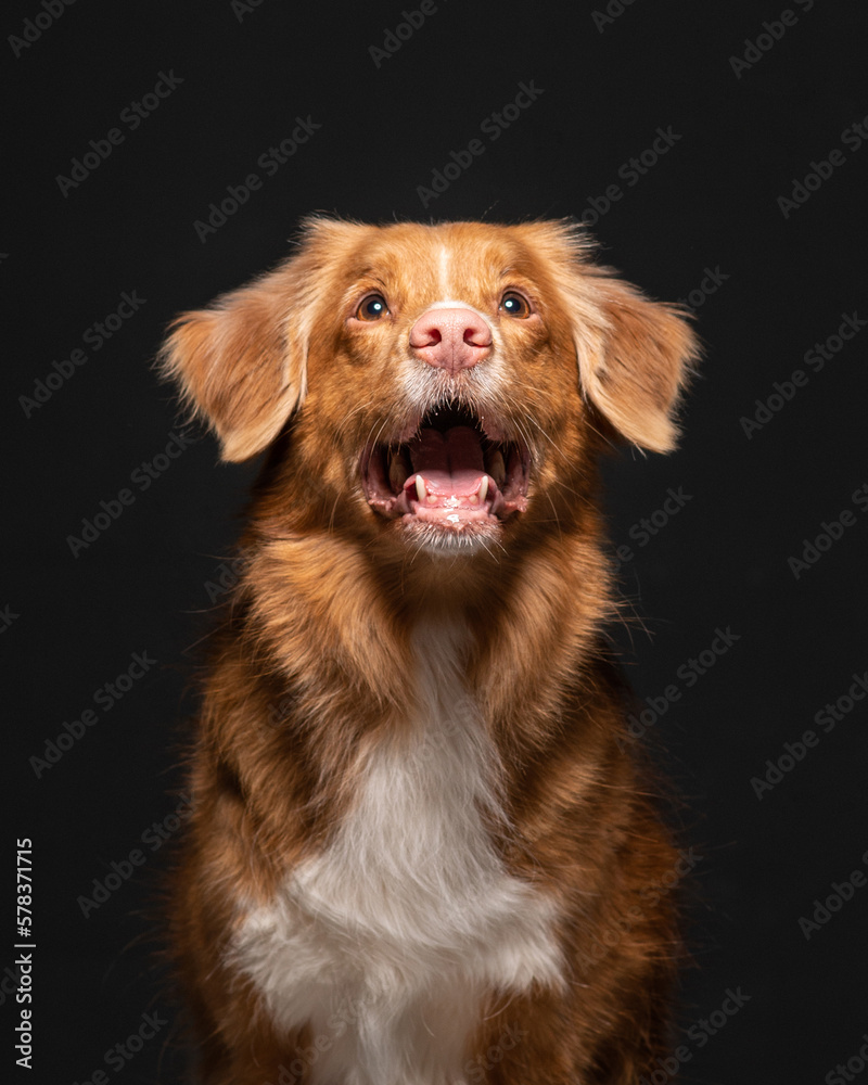 Dog is smiling, isolated on black. Portrait of Nova scotia duck tolling ...