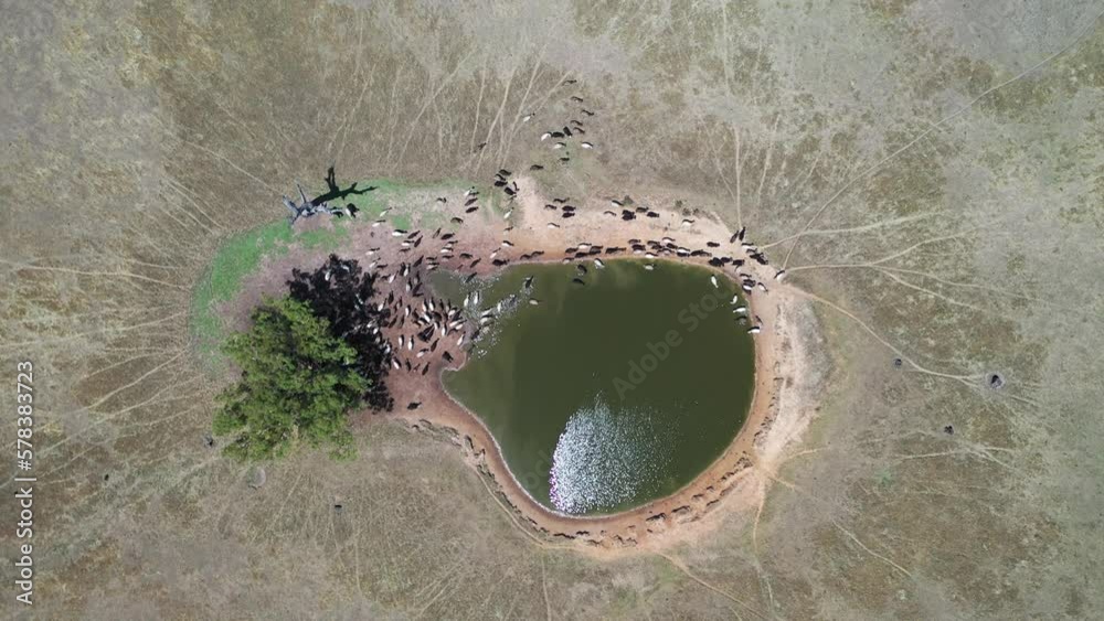 arm in outback Australia. Ranch worker herding cattle and cows in a ...