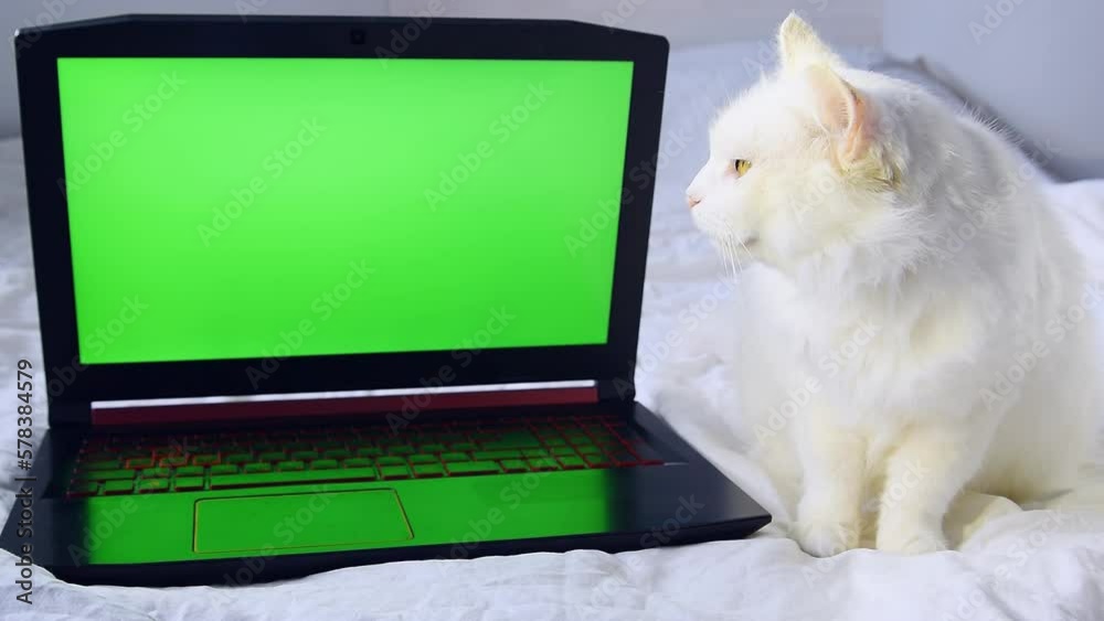 Beautiful cute white fluffy Angora cat lying on bed at home,looks into ...