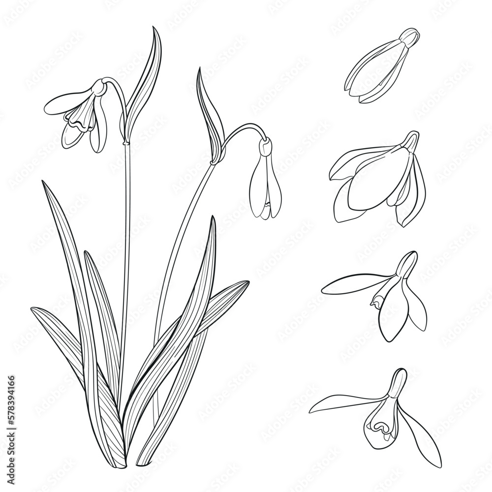Snowdrop spring flower with stem, leaves, sketch vector illustration ...