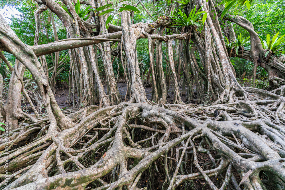 Massive banyan tree root system in rain forest, Sang Nae Canal Phang ...