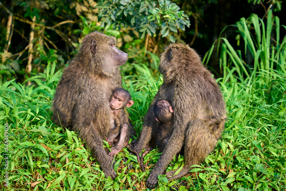 Two mother baboons with their babies along the road in Isasha sector ...
