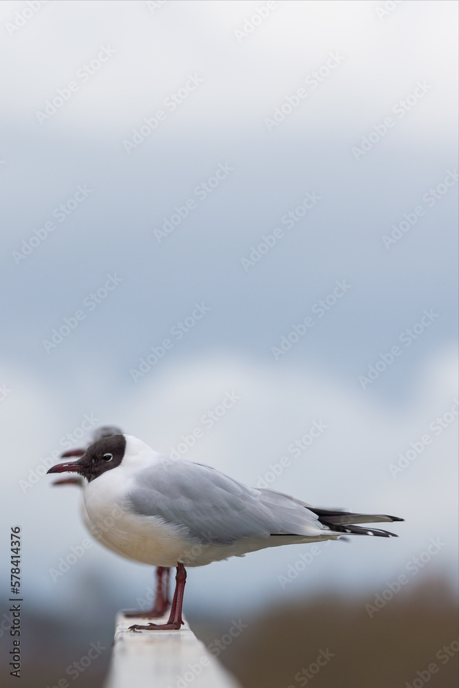 Foto de Black headed gulls in a line with very tight focus on the first ...