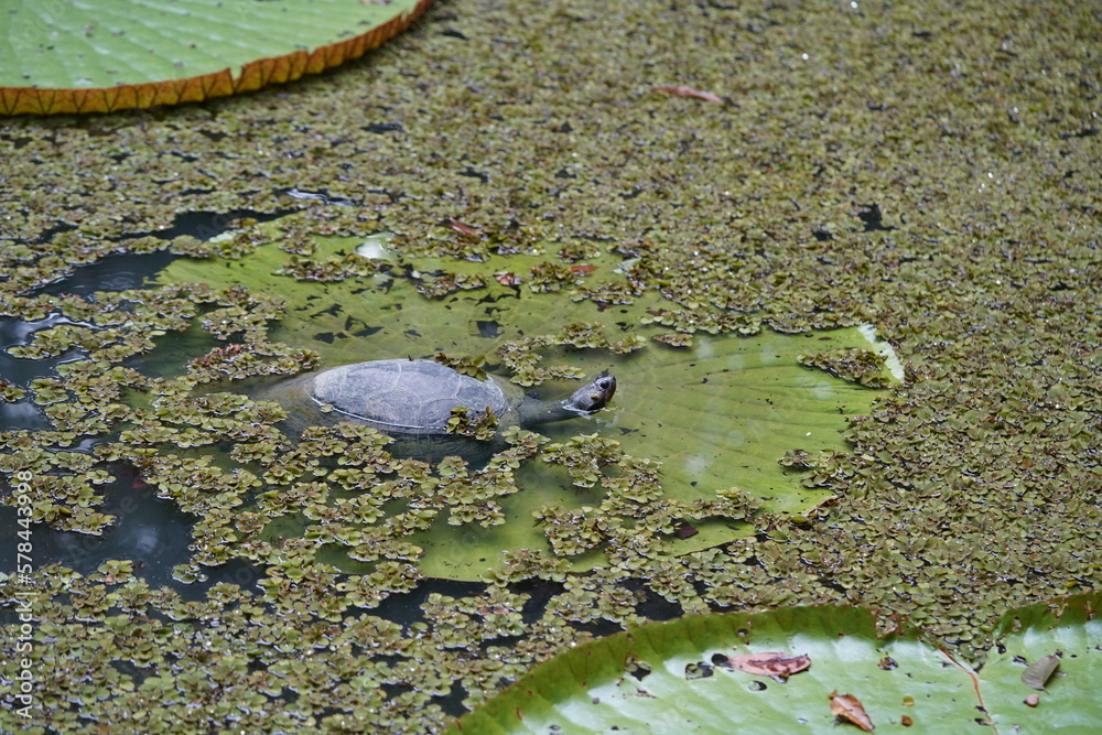 Amazon tortoise (Podocnemis expansa). Here the River Turtle (Podocnemis ...