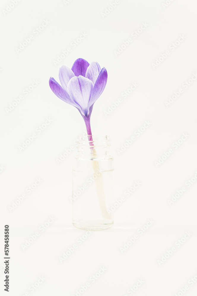 corolla di crocus sativus in fiore in un contenitore in vetro isolato ...