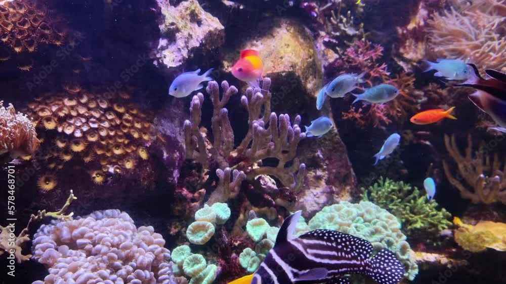 Vidéo Stock 4K video of many varieties of tropical fish swimming around ...