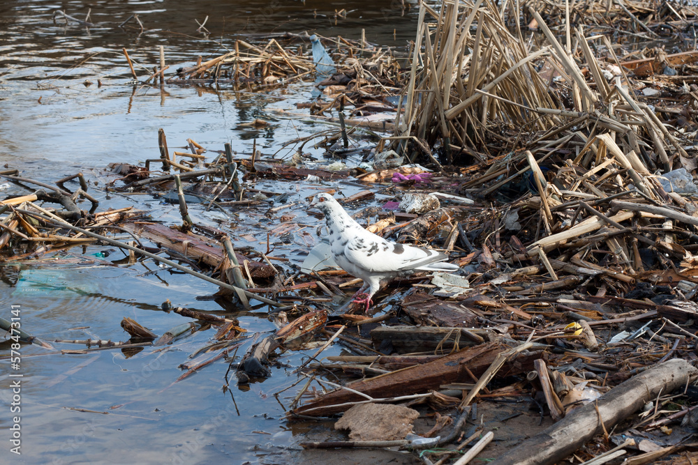 Garbage on banks of Dnieper River. white dove siting on trash. Plastic ...