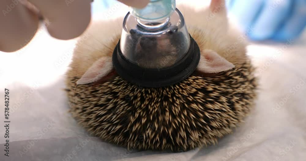 The pet hedgehog lies in anesthesia on the operating table in an oxygen ...