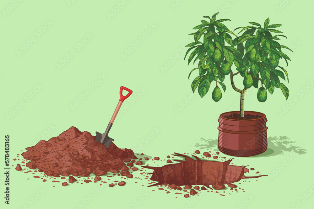 Mature avocado tree with ripe fruits in a large ceramic pot. Plant the ...