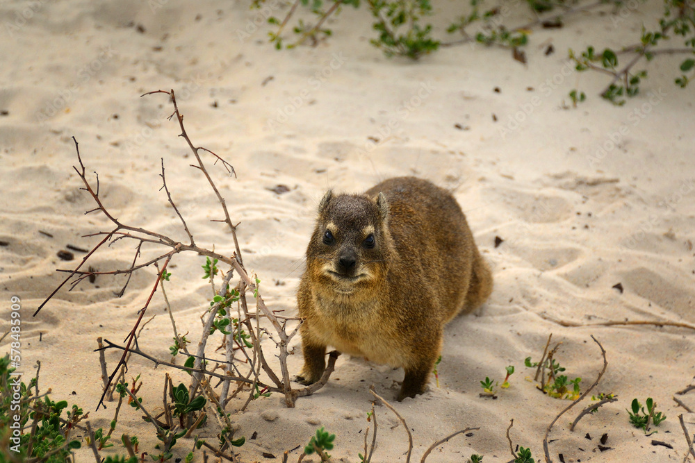 A 'dassie' (also known as 'rock hyrax') - an animal native to Africa ...