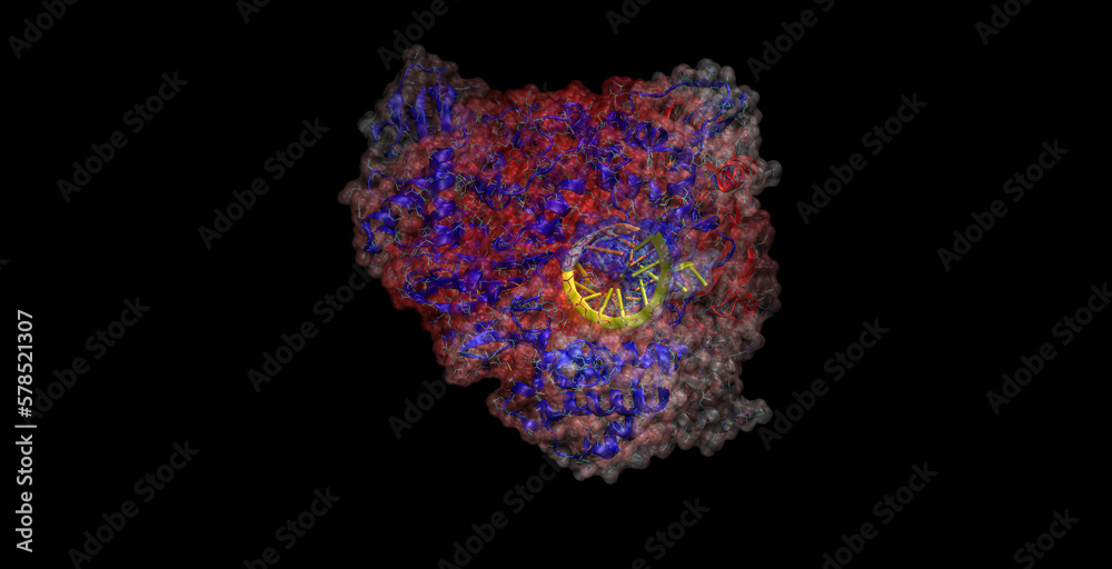 SARS-CoV- / Covid-10 RNA-dependent RNA polymerase with RNA 3D molecule ...
