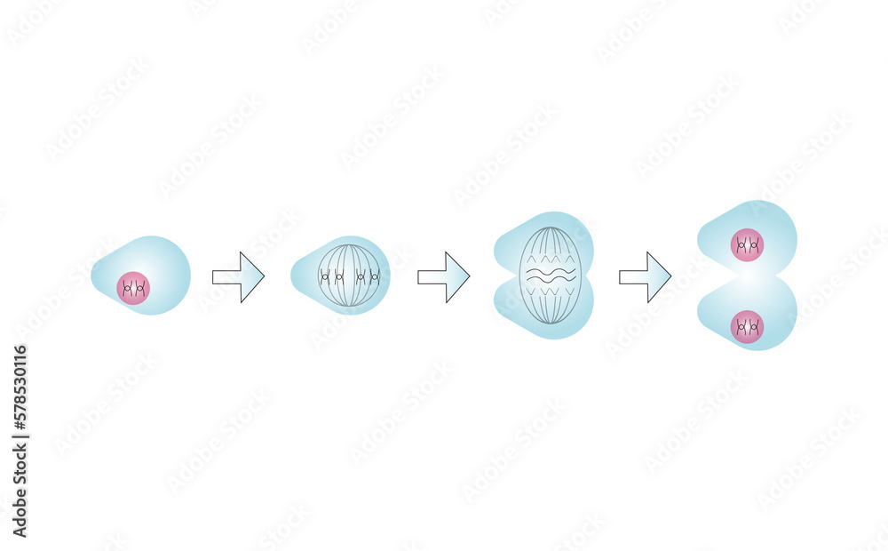 Scientific Designing of Meiosis Phases. Germ Cell Division Process ...