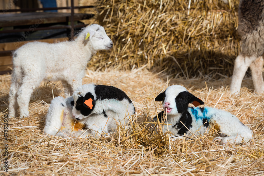Baby lambs laying together in the straw in a lambing pen Stock Photo ...