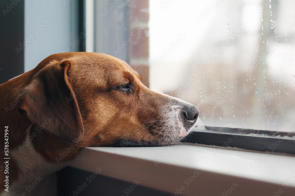 Bored dog with head on window sill while looking at the rain outside ...