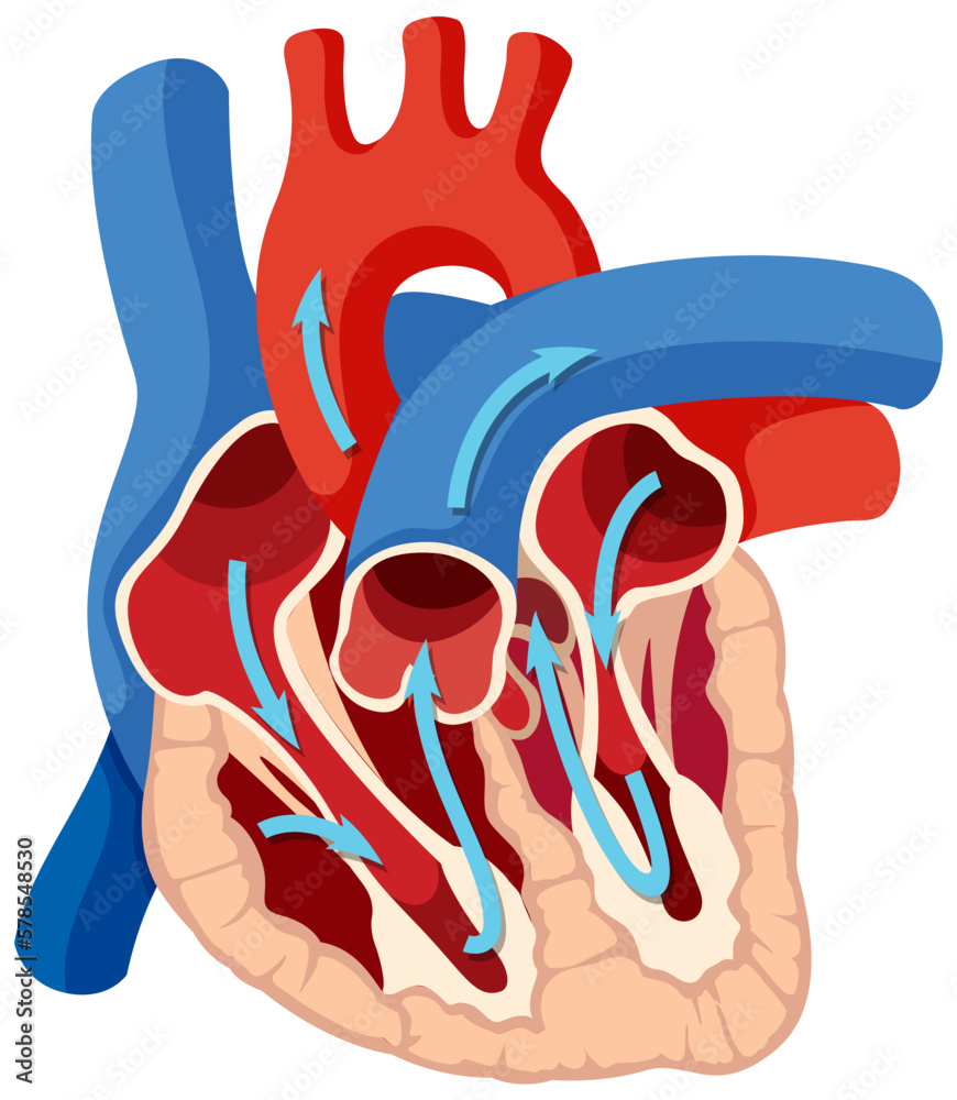 Poster Basic anatomy of human heart – Wall Art | UkPosters