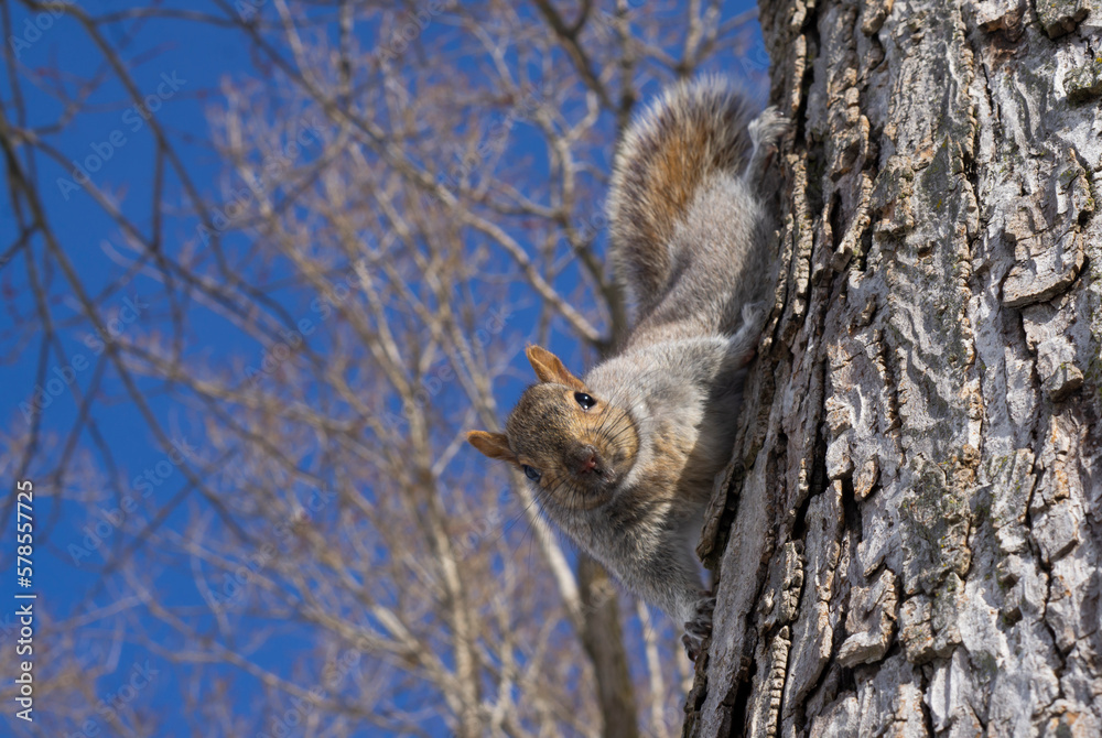 Fat cute squirrel eating nut. Funny squirrel sitting on ground and ...