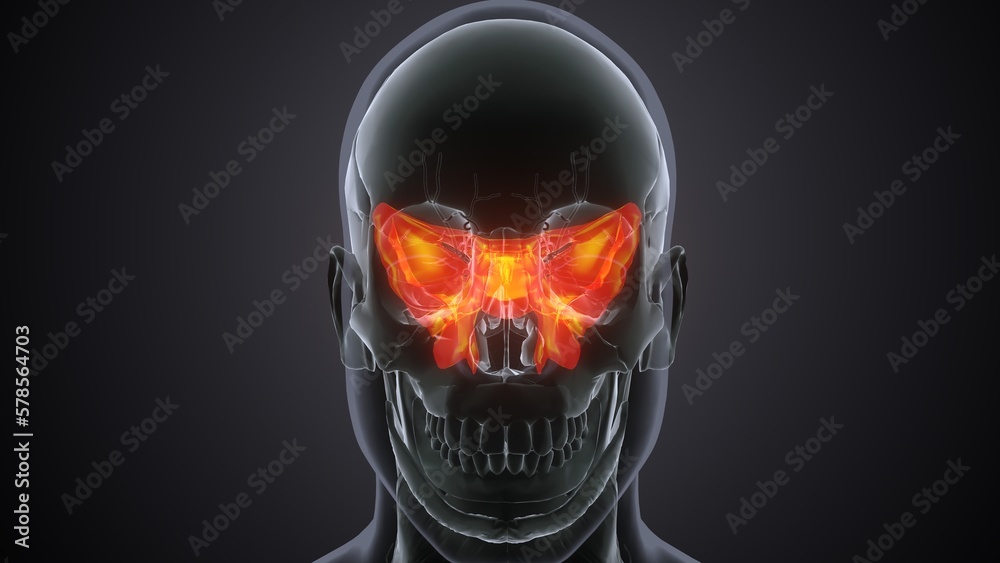 3d render human sphenoid bone anatomy Stock Illustration | Adobe Stock