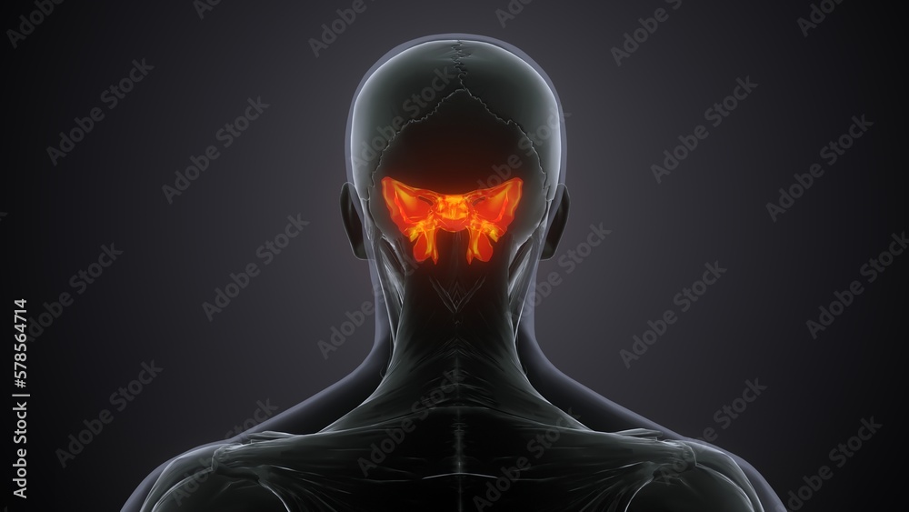 3d render human sphenoid bone anatomy Stock Illustration | Adobe Stock
