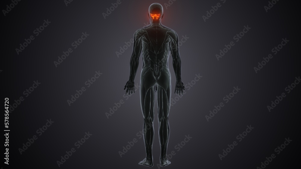 3d render human sphenoid bone anatomy Stock Illustration | Adobe Stock