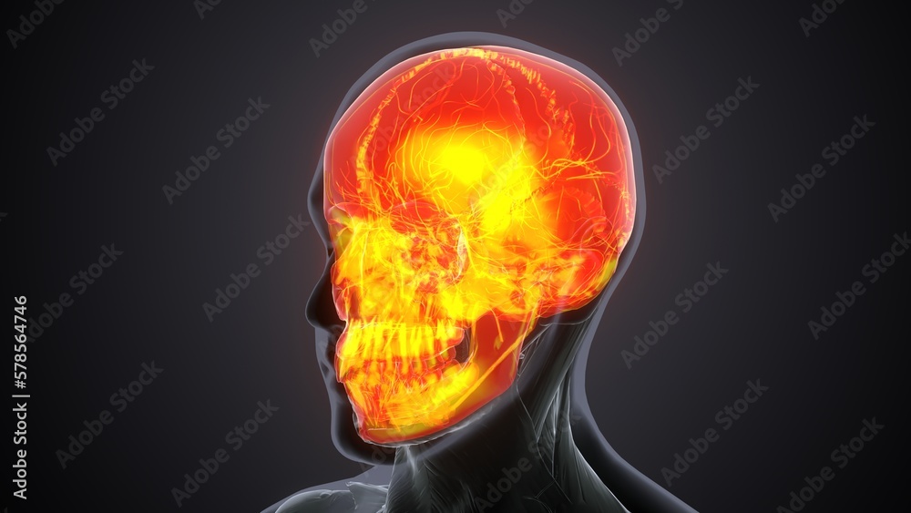 3d illustartion of human body skull bone anatomy Stock Illustration ...