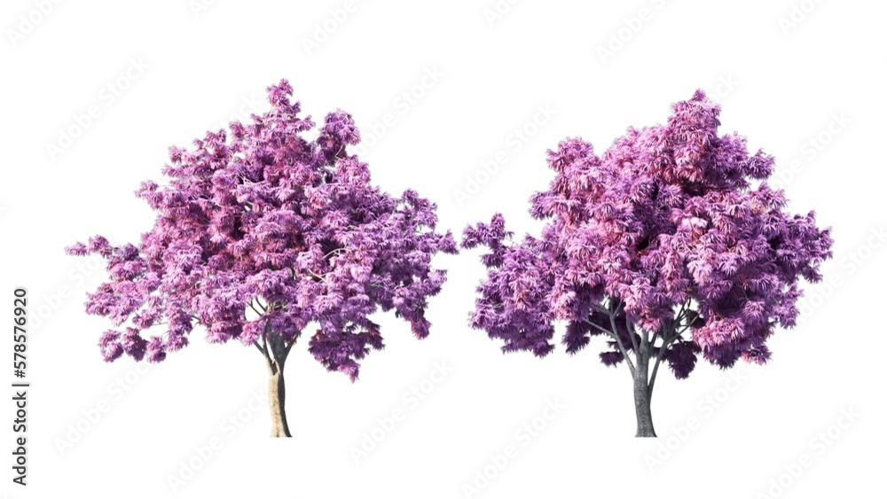 Growing trees isolated with alpha.3D animation growth grow from small ...