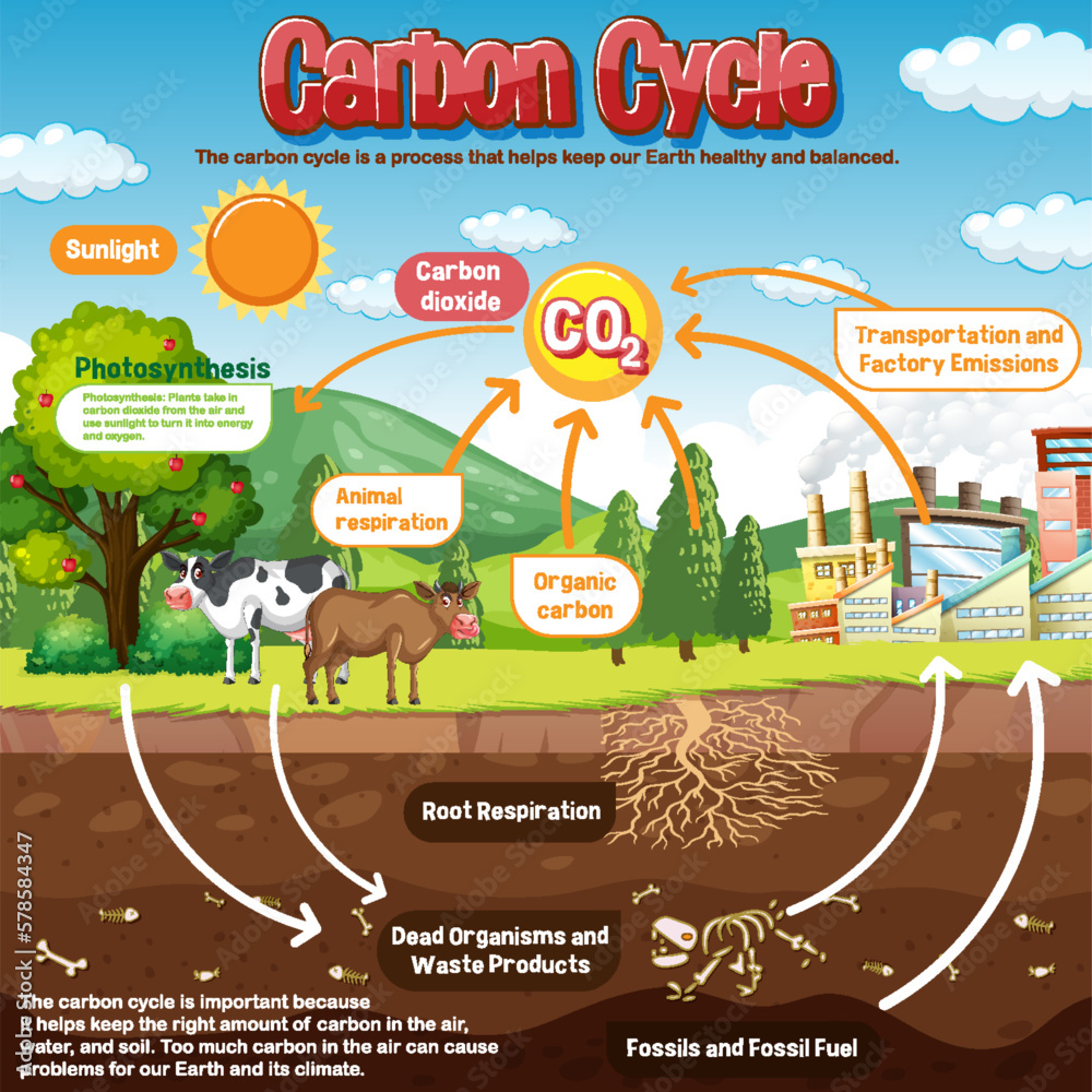 Carbon Cycle Diagram for Science Education Stock Vector | Adobe Stock