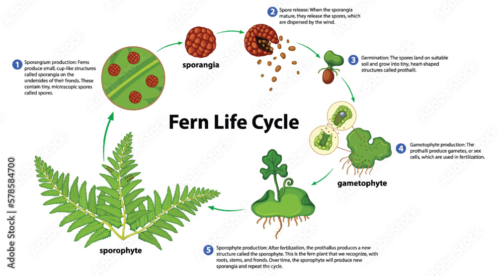 Poster Fern Life Cycle Diagram for Science Education – Wall Art | UkPosters