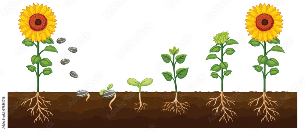 Life Cycle of a Sunflower Plant Diagram for Science Education Stock ...