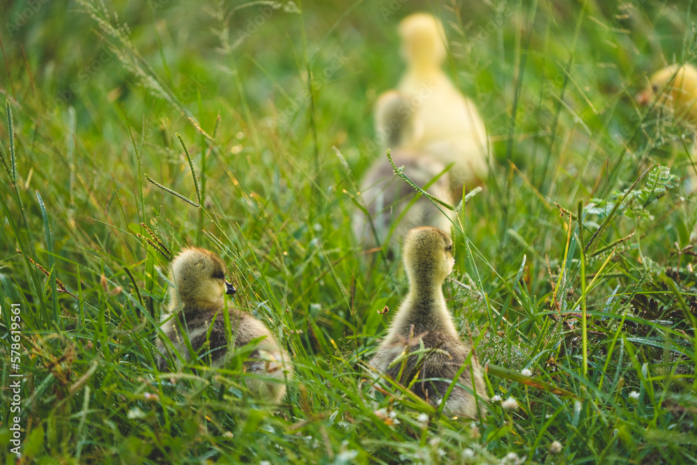 gosling goose or duck family in spring, small baby bird animal in wild ...