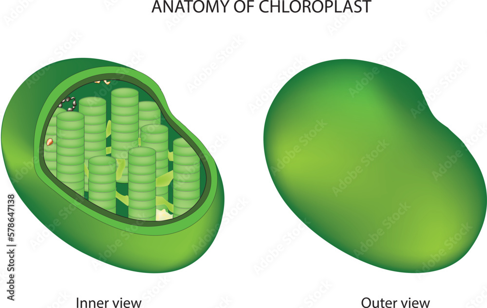 chloroplast Stock Vector | Adobe Stock