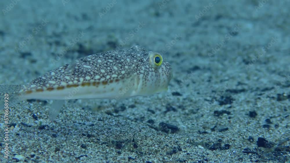 Yellowspotted Puffer or Studded Pufferfish (Torquigener flavimaculosus ...