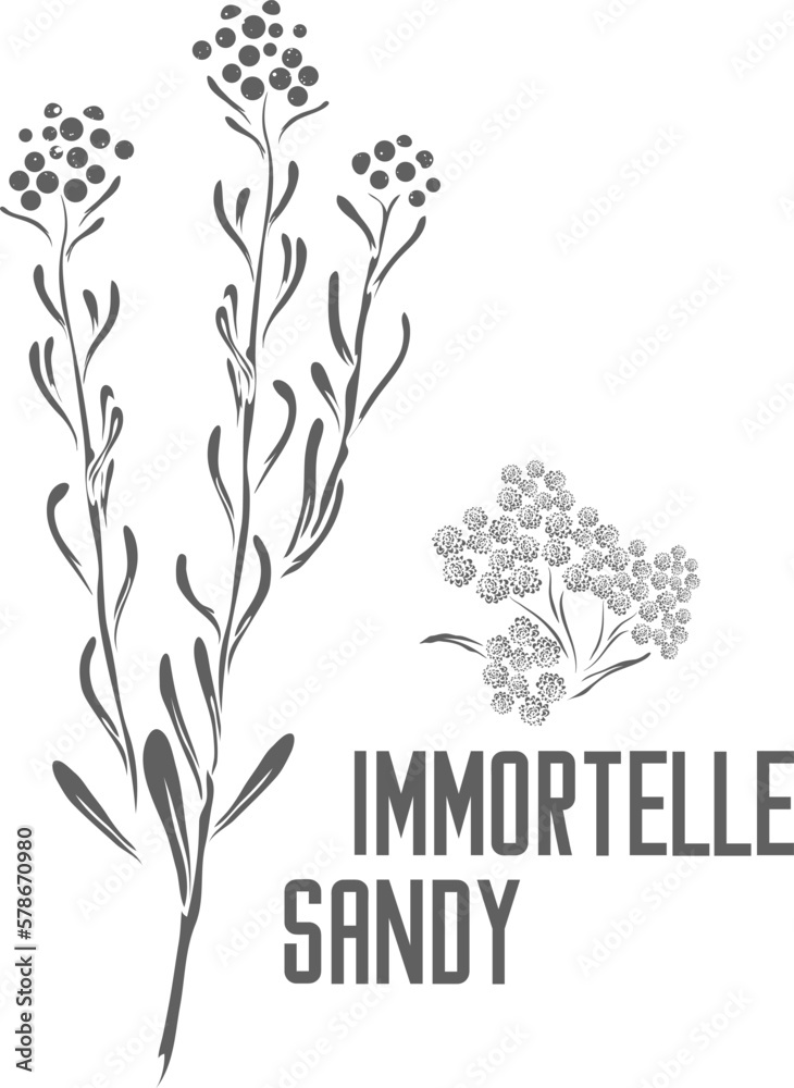 Immortelle sandy flower vector silhouette. Helichrysi arenarii flores ...