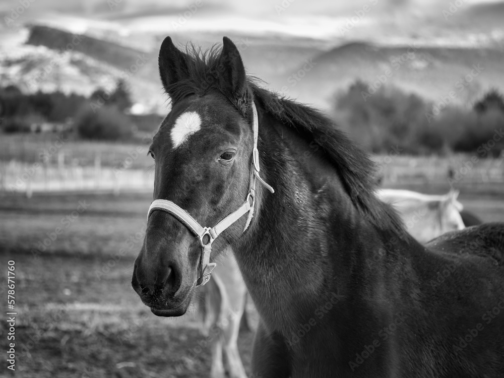 Fotografia en blanco y negro de un caballo español negro, con fondo ...