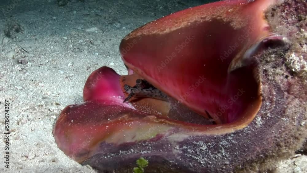 Clam peeks out of shell in close-up underwater at bottom of sea. Coral ...