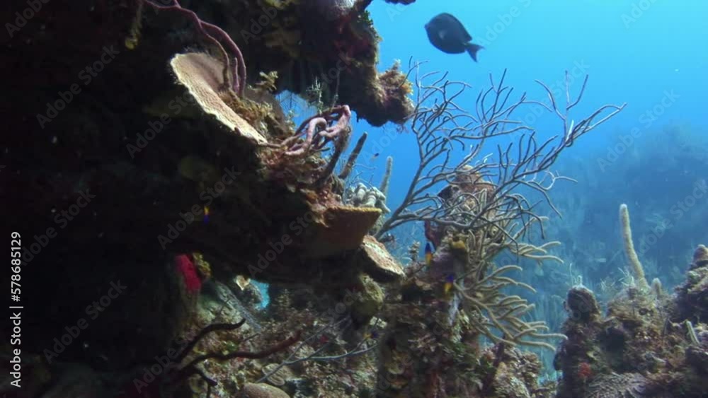 Incredible views of coral reefs can be seen underwater in Caribbean ...