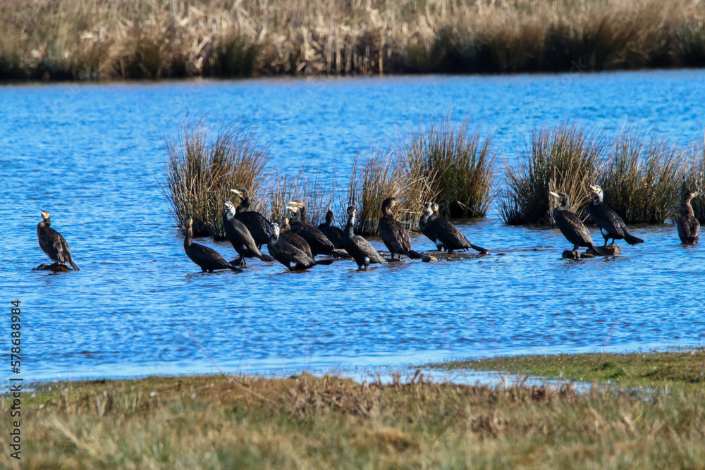 A stunning and rare photo of a large group of Cormorant Birds who have ...