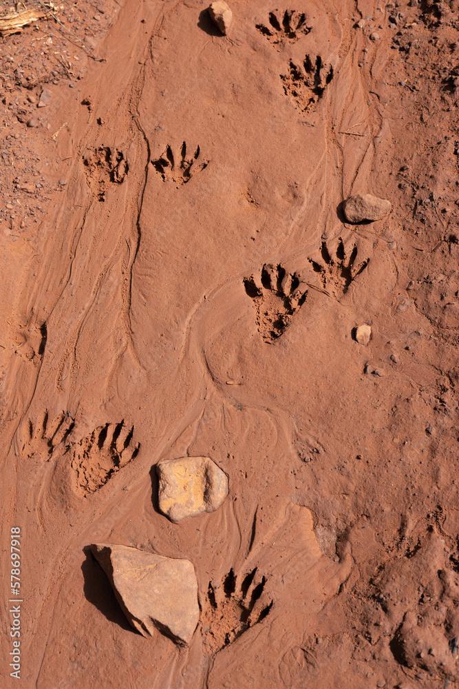 Raccoon prints in red clay mud in Sedona, Arizona. Stock Photo | Adobe ...