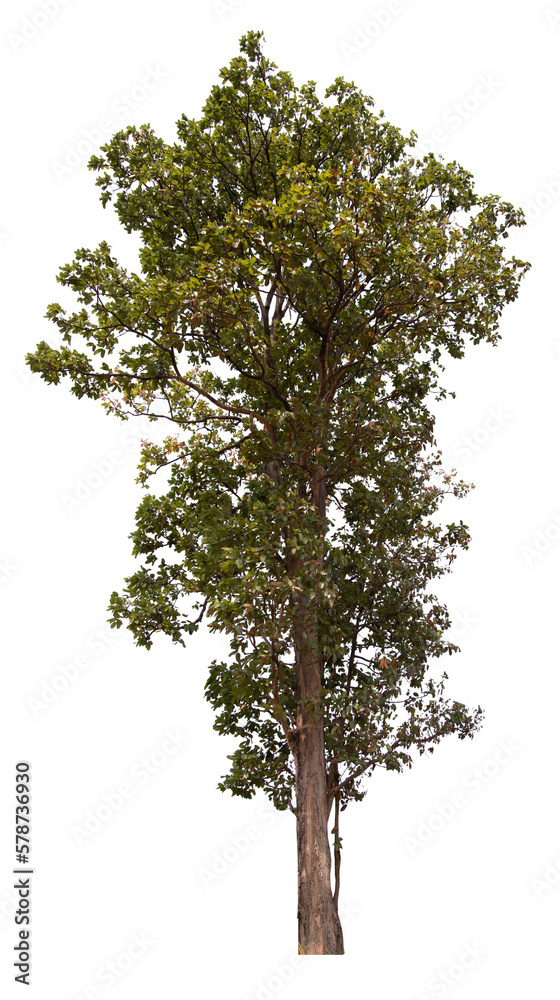 PNG tree with removed original background for easy to drag and drop in ...